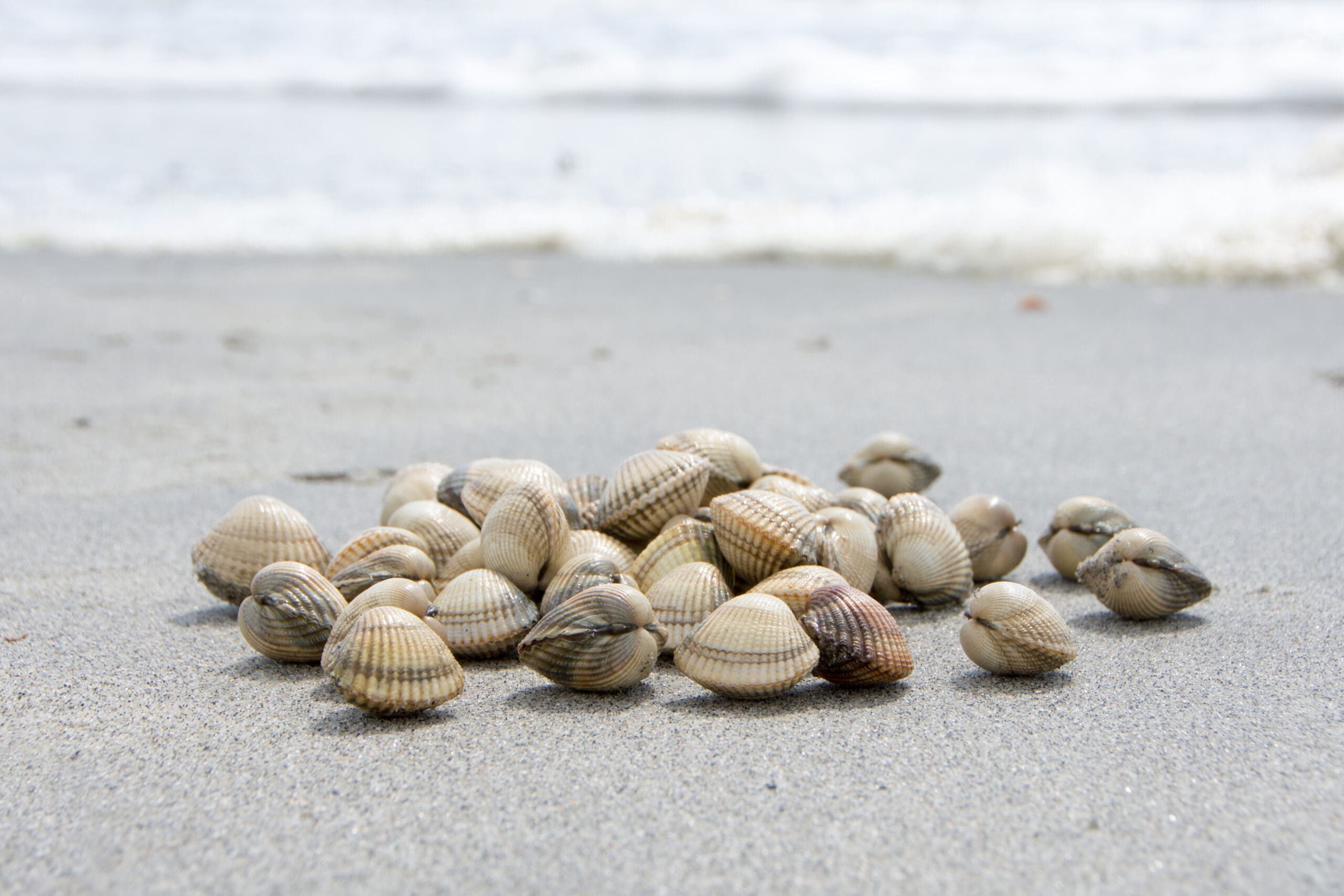 General Conditions | The Fresh House